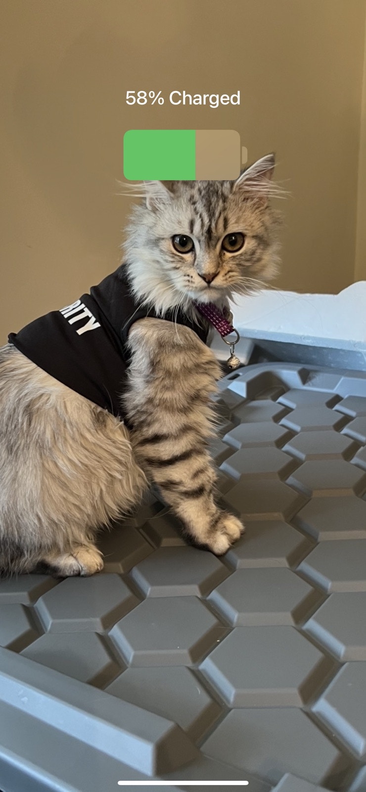 3 Ragdoll/Angora/turtleshell cats | Cats & Kittens for Rehoming | City ...