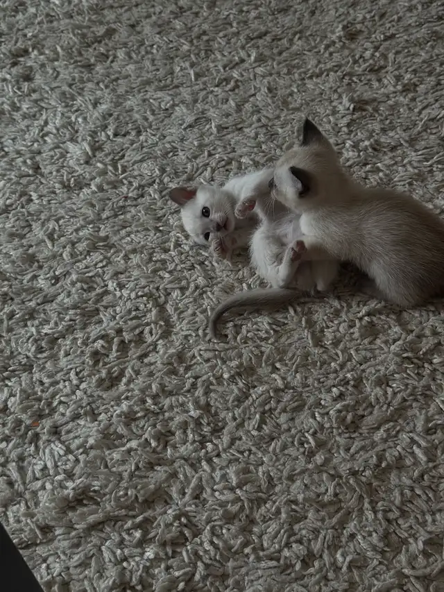 Siamois / Siamese | Cats & Kittens for Rehoming | City of Montréal ...