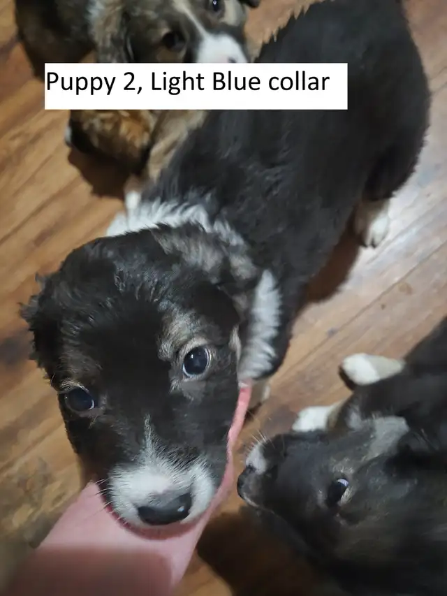 Border Collie X Shepherd X Husky Puppies for loving homes | Dogs ...