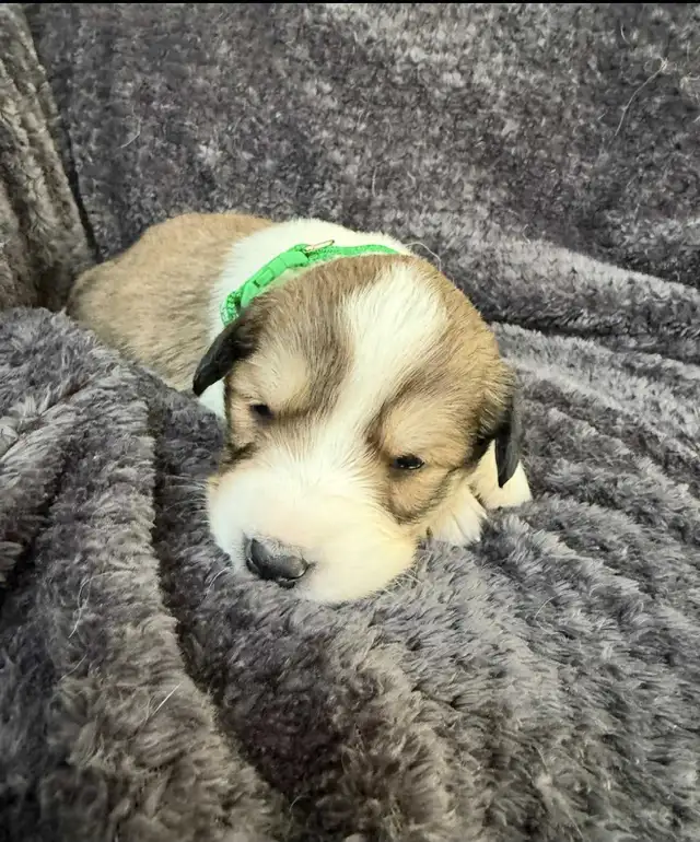 Maremma x Border Collie x Australian Shepherd | Dogs & Puppies for ...