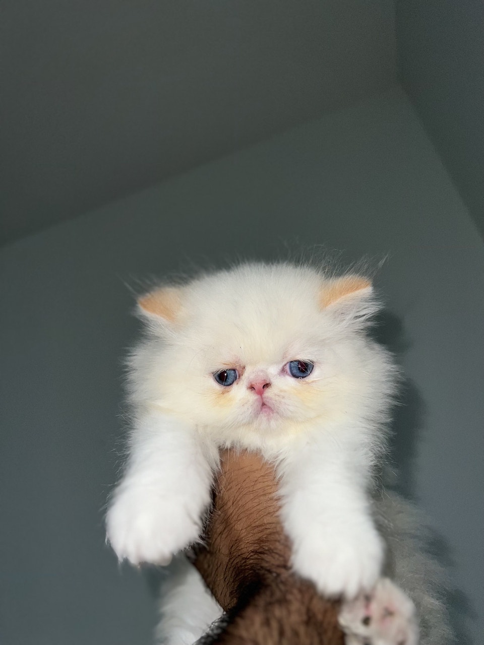 Adorable blue eyed himalayan kittens | Cats & Kittens for Rehoming ...