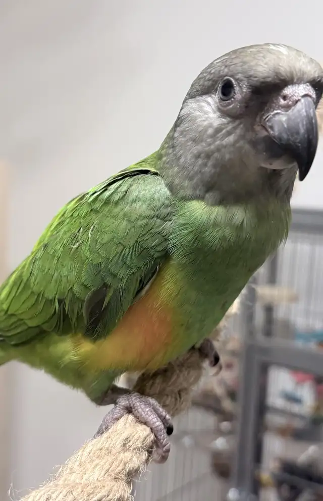 Senegal parrot | Birds for Rehoming | City of Toronto | Free local ...