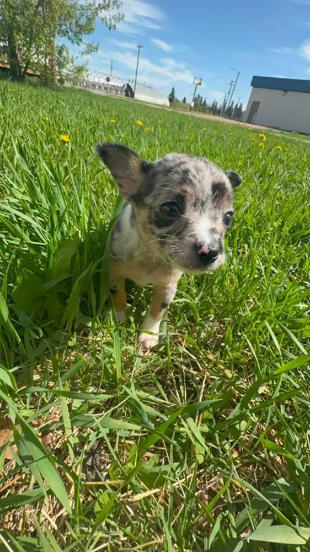 4 Adorable Merle Chihuahua Puppies | Dogs & Puppies for Rehoming ...