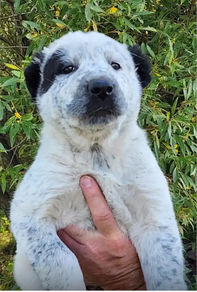 Purebred UKC Central Asian Shepherd puppies- 778-913-7940 | Dogs ...