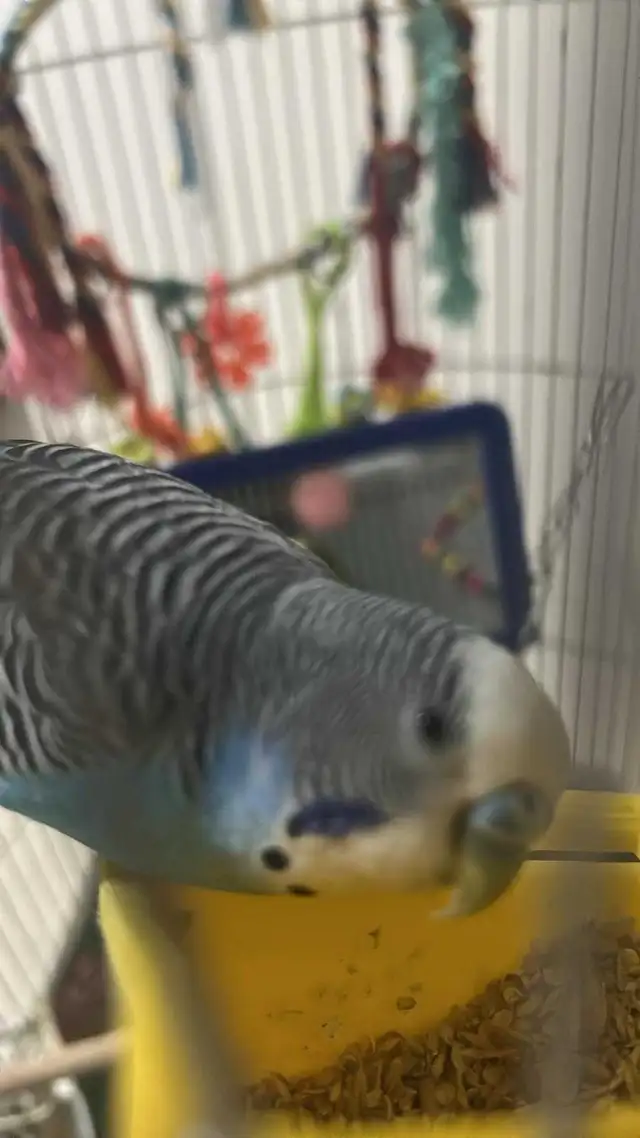 5yrs Budgie Couple for Sale With Free Cage | Birds for Rehoming | City ...