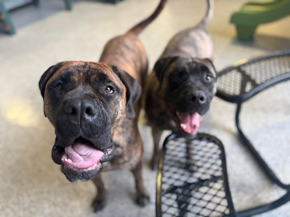 3 y/o Bullmastiff dogs | Dogs & Puppies for Rehoming | Edmonton | Free ...