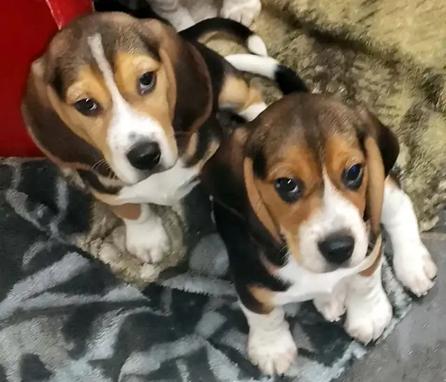 Éleveur Familial de chien Beagle et Pocket Beagle Pur Race | Dogs ...