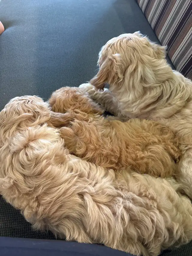 adorable cockapoo puppies available | Dogs & Puppies for Rehoming ...