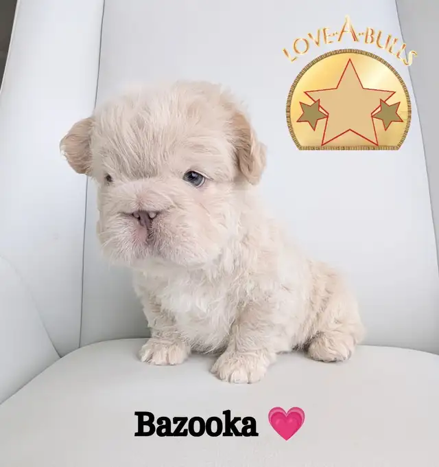 Stunning Fluffy Frenchie Floodle | Dogs & Puppies for Rehoming ...