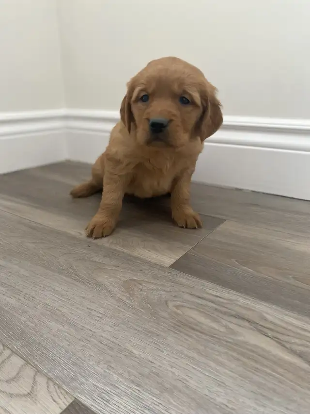 READY TO GO!! Red Retriever Puppies | Dogs & Puppies for Rehoming ...
