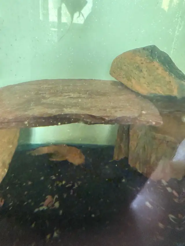Adult Koi Angel Fish School (7) + Pleco | Fish for Rehoming | Winnipeg ...