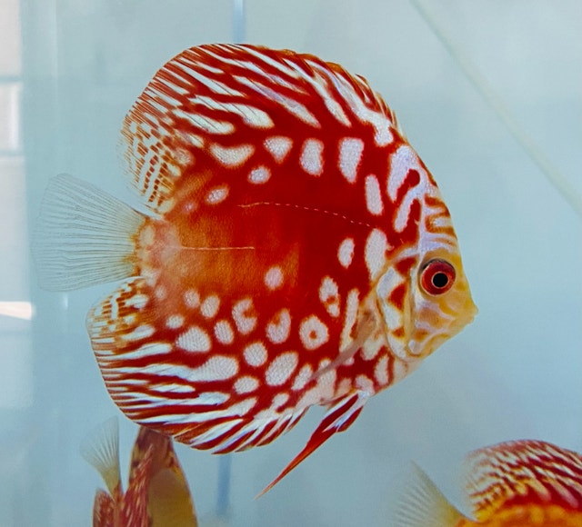 Beautiful discus fish at Fins8 - Shipping Canada wide | Fish for ...