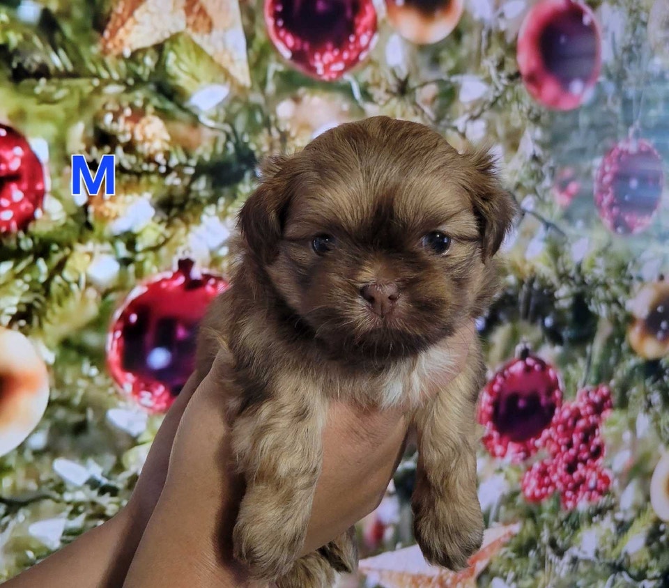 5 Beaux Shih Tzu Impérial | Dogs & Puppies for Rehoming | City of ...