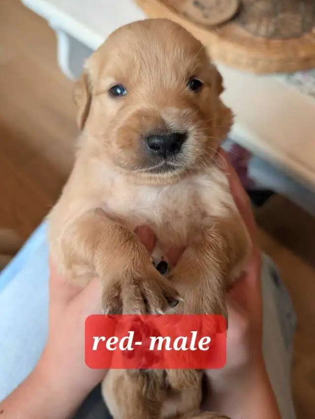 Reputable breeder- purebred golden retriever puppies | Dogs & Puppies ...
