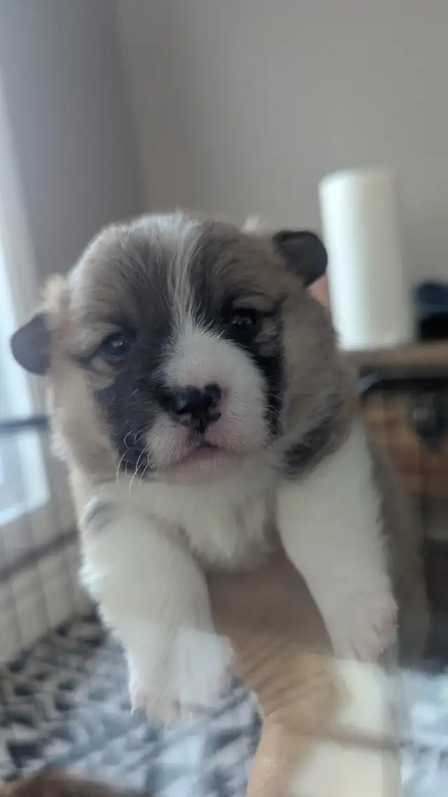 Corgis pour adoption | Cats & Kittens for Rehoming | Sherbrooke | Free ...