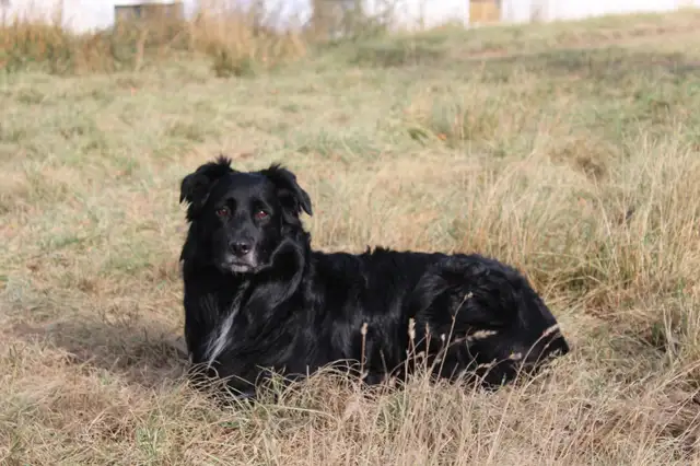 Standard Australian Shepherd Puppies *ASCA Registered* | Dogs & Puppies ...