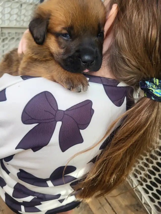 7 st bernard puppies | Dogs & Puppies for Rehoming | Regina | Free ...