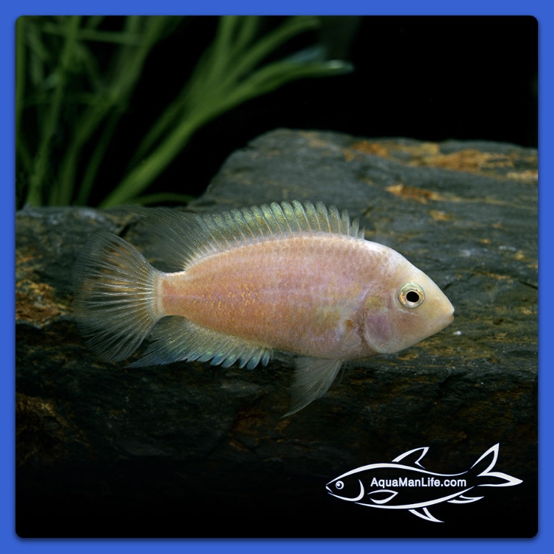 Pink Convict Cichlids For Sale in Ottawa | Fish for Rehoming | Ottawa ...