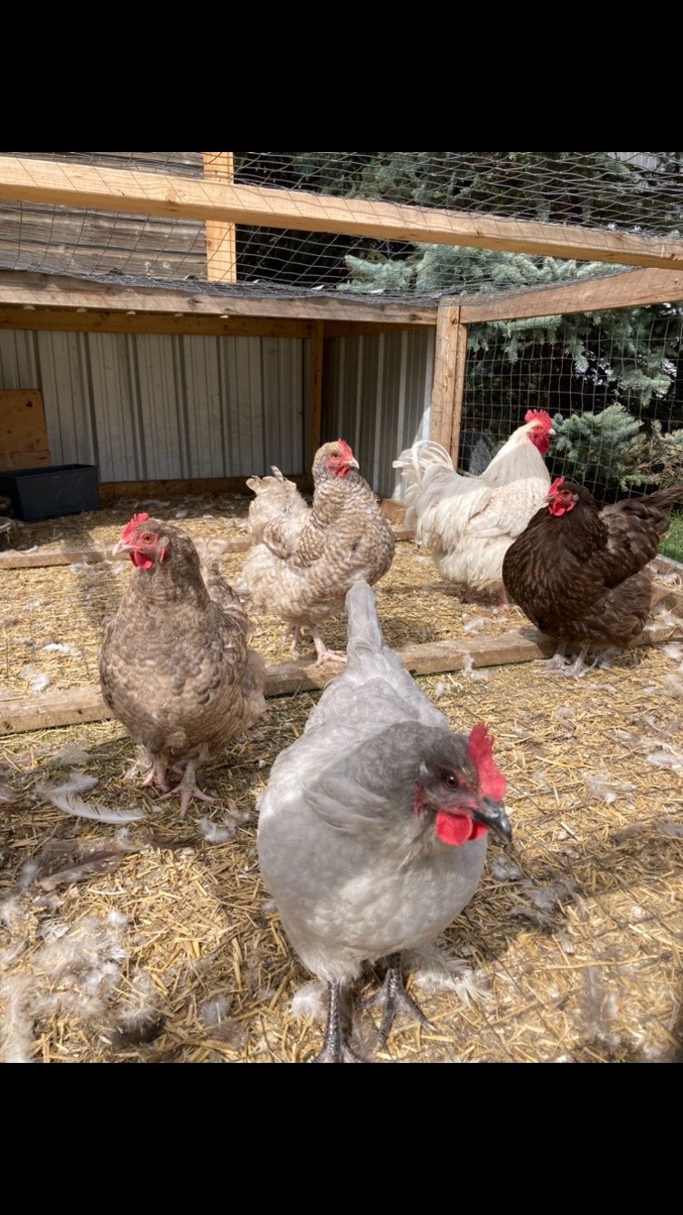 Purebred Orpington chicks and hatching eggs | Livestock | Edmonton ...