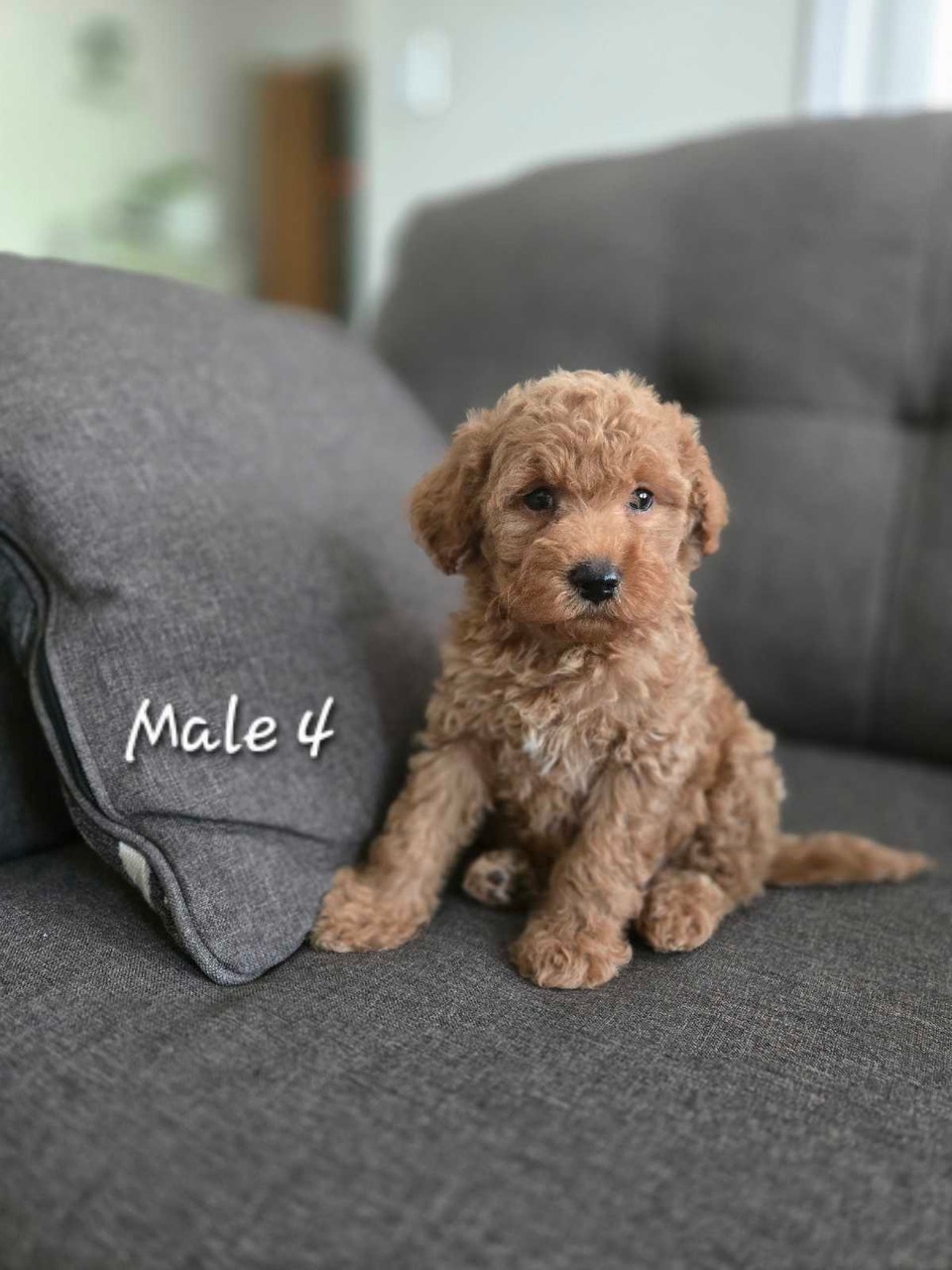 Miniature poodle puppies ready | Dogs & Puppies for Rehoming | Winnipeg ...