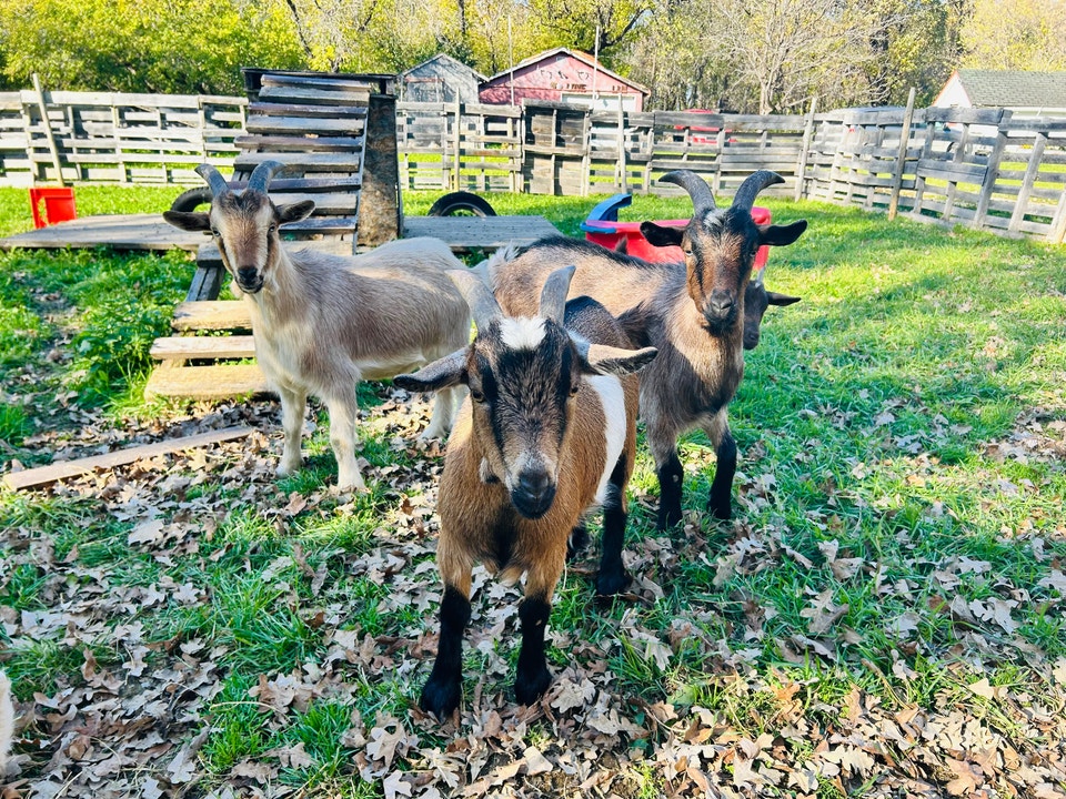 Nigerian Dwarf Goats - Wethered | Livestock | Winnipeg | Free local classifieds - Kijiji