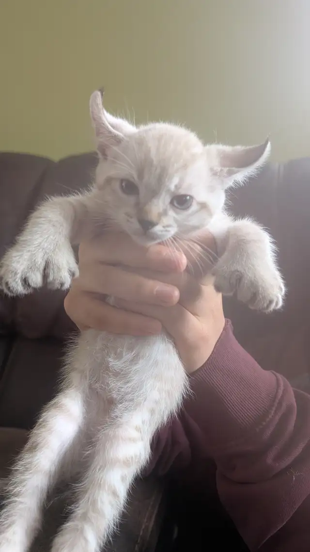 Chaton highland lynx | Cats & Kittens for Rehoming | Sherbrooke | Free ...