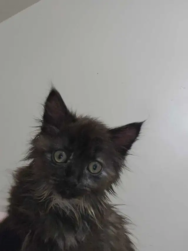 Two very sweet female Ragdoll mix breed kittens | Cats & Kittens for ...