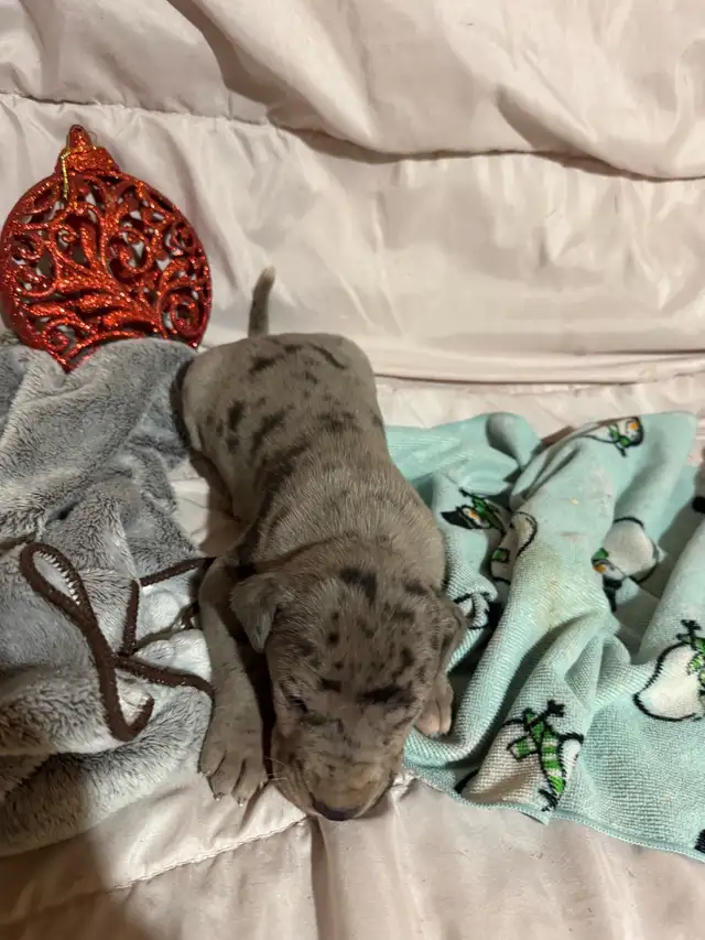 Gorgeous Litter of Great Danes! | Dogs & Puppies for Rehoming | London ...