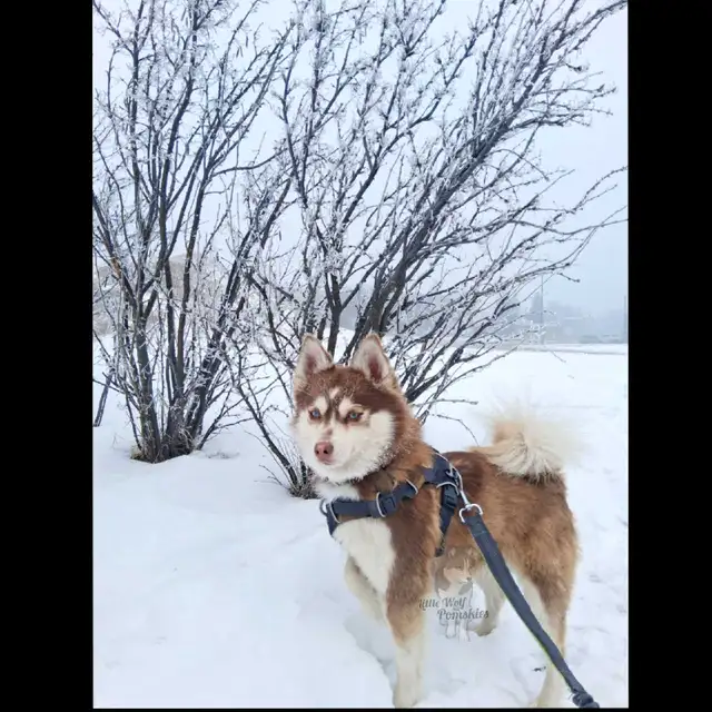 Small pomsky dog | Dogs & Puppies for Rehoming | Winnipeg | Free local ...