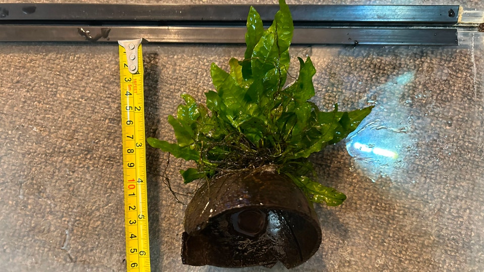 Java Fern plants - very easy to take care regular light | Fish for ...