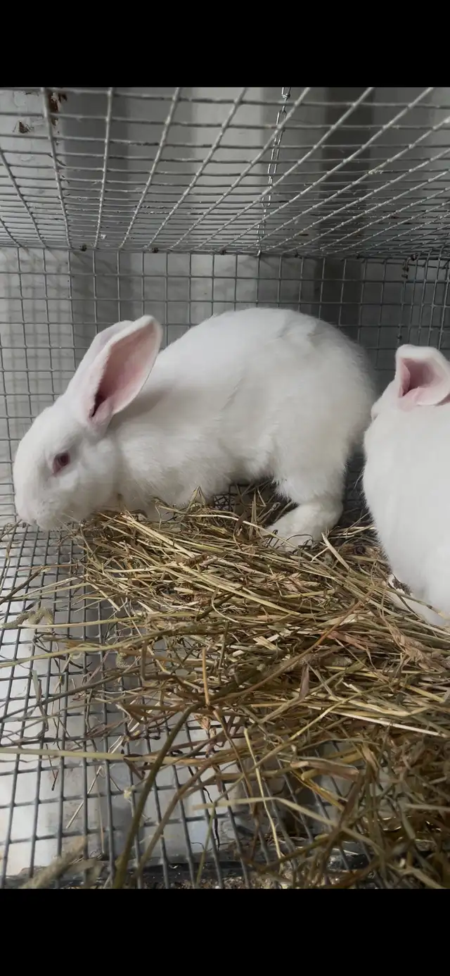 Lovingly hand-raised New Zealand rabbits for pets and meat. | Livestock | Kawartha Lakes | Free ...