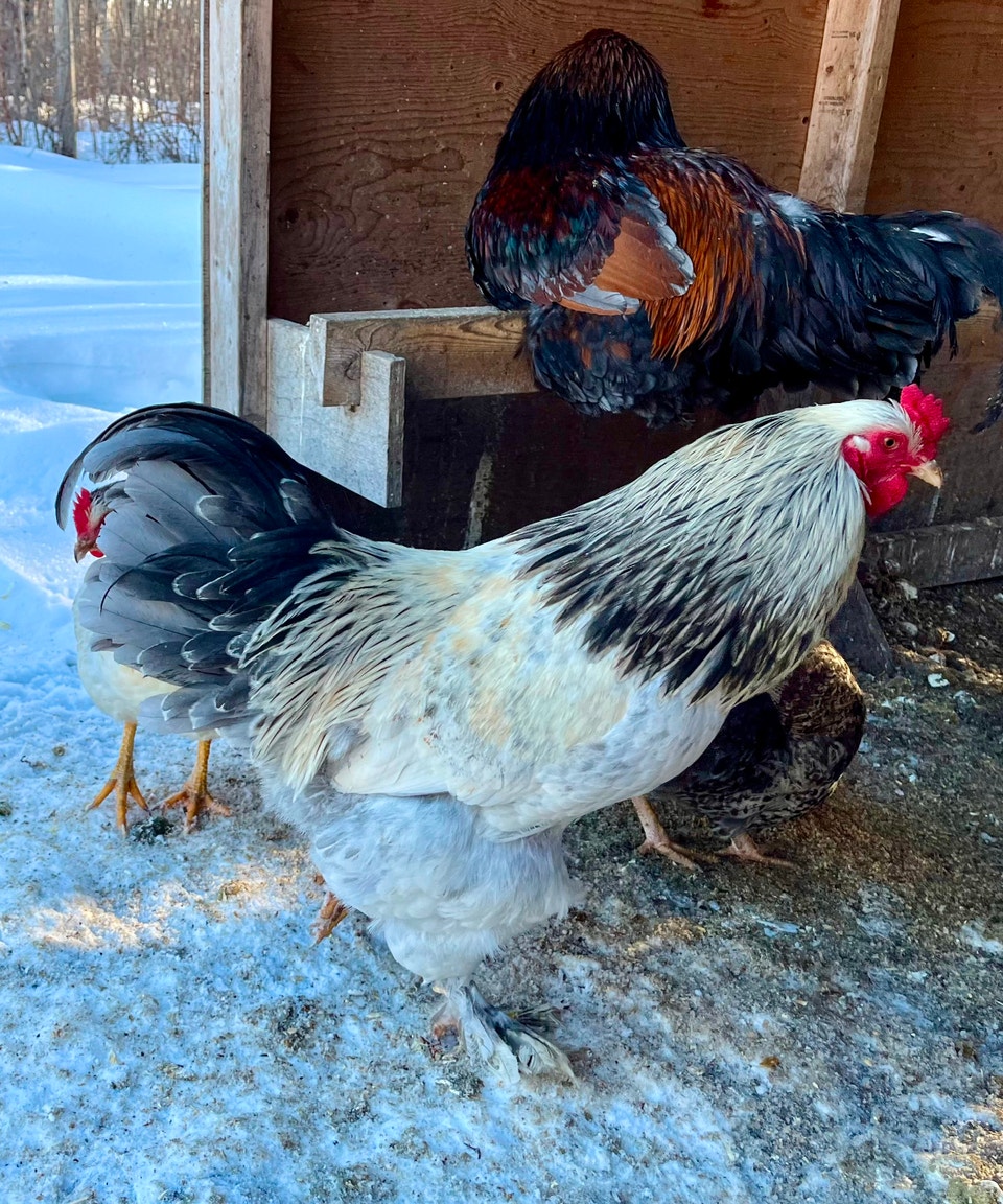 3 white & black roosters - pets, breeders or butcher | Livestock ...