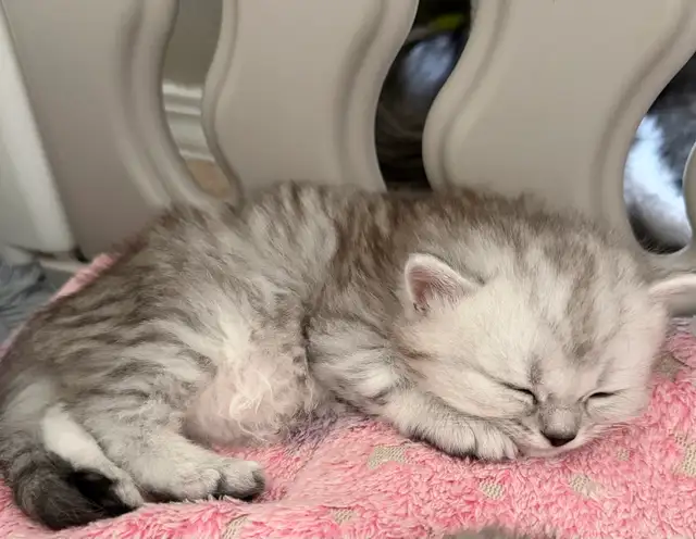 Scottish fold 4 kittens. | Cats & Kittens for Rehoming | Delta/Surrey ...