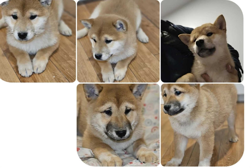 chiots shiba inu puppies | Dogs & Puppies for Rehoming | City of ...