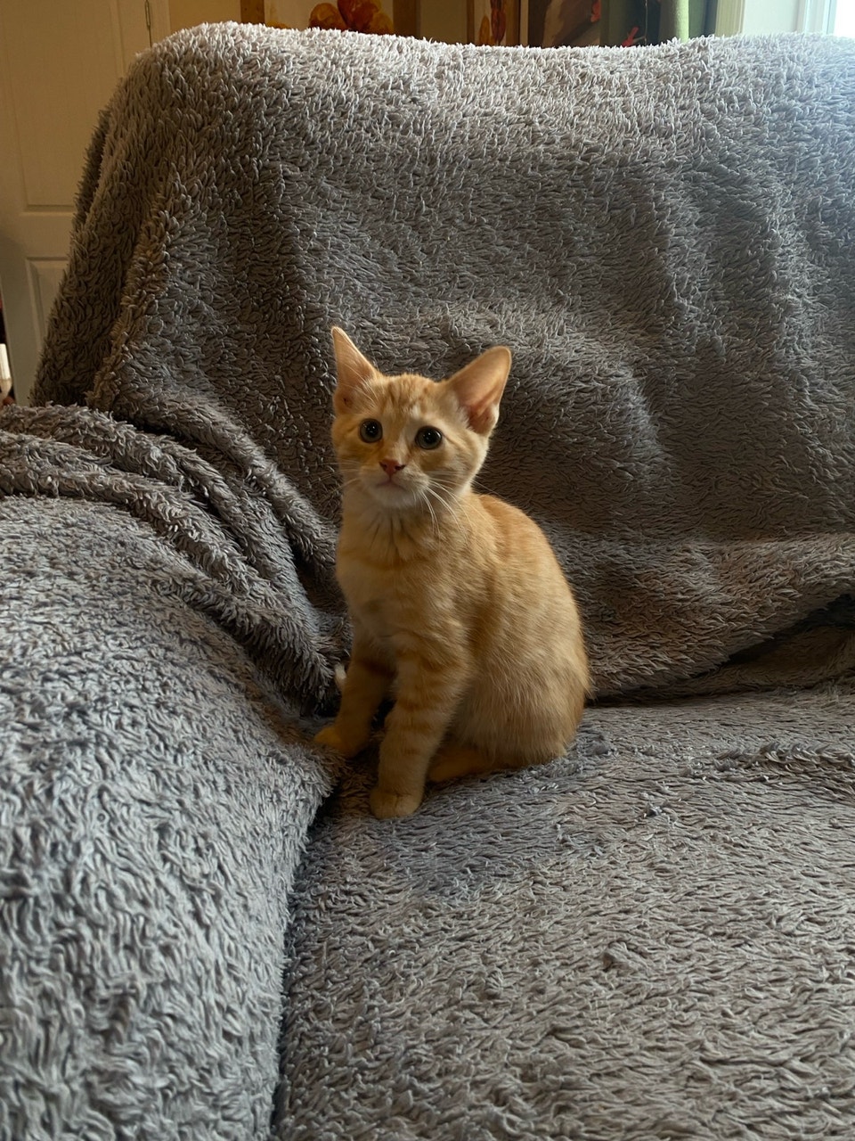 kittens. | Cats & Kittens for Rehoming | Delta/Surrey/Langley | Free ...