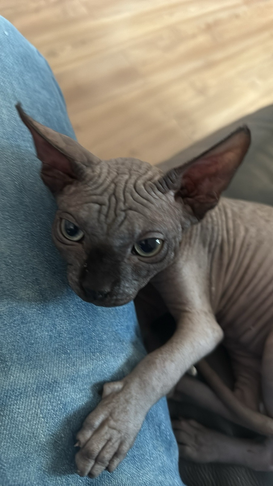 chaton sphynx | Cats & Kittens for Rehoming | Trois-Rivières | Free ...