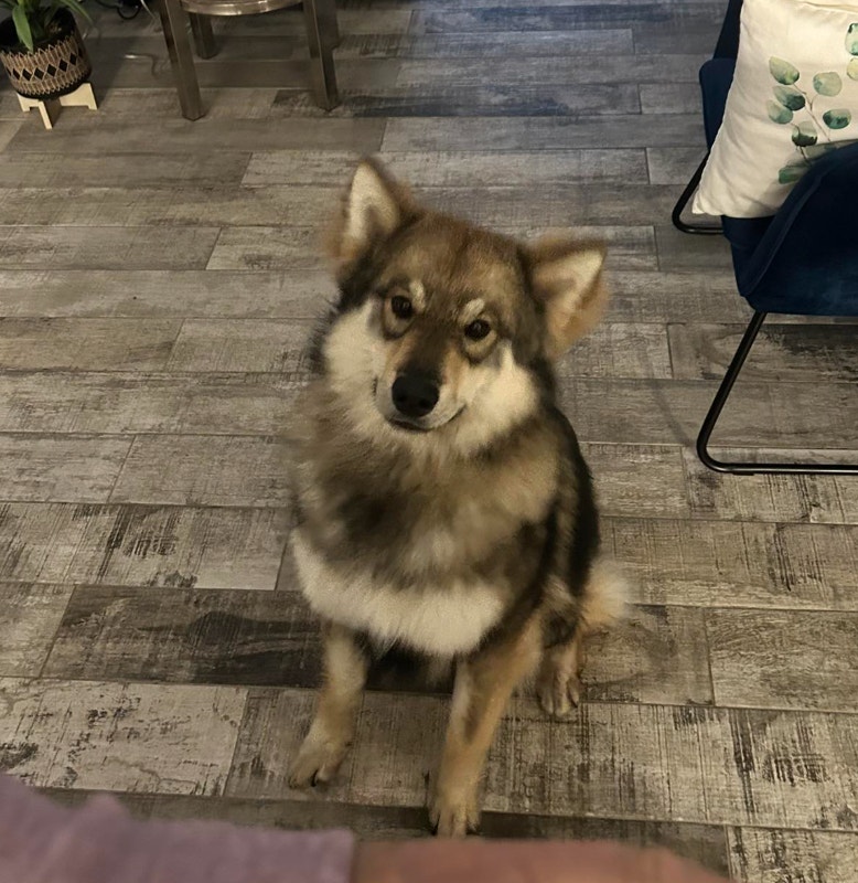 Croise Spitz-Loup - a vendre | Dogs & Puppies for Rehoming | West ...