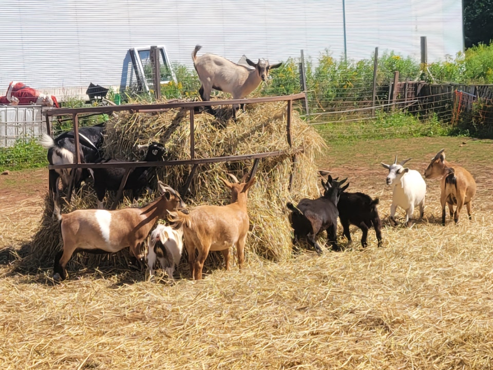 Nigerian Dwarf /Pygmy Mixed Mini Goats | Livestock | Summerside | Free ...
