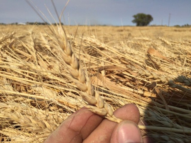 AAC Iceberg Hard White Spring Wheat Seed - Certified Seed | Other ...