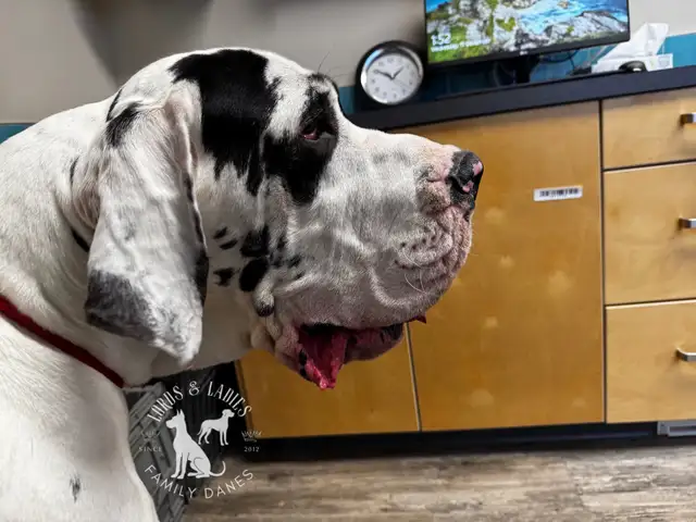 CKC Great Dane Puppies | Dogs & Puppies for Rehoming | Red Deer | Free ...