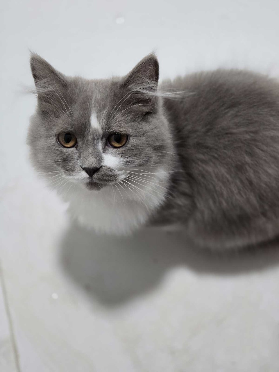 Male Munchkin | Cats & Kittens for Rehoming | London | Free local ...