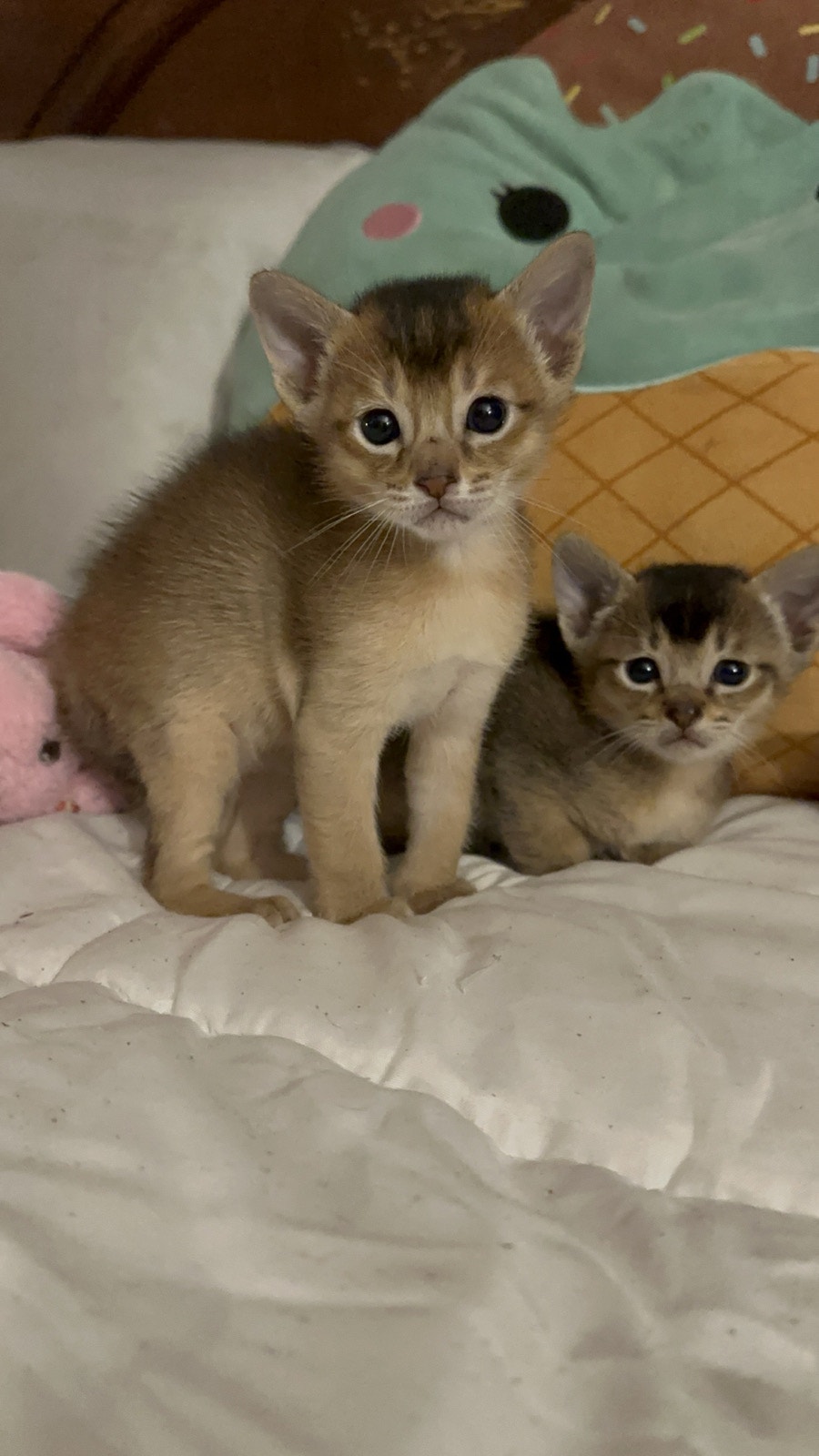 Abyssin Pure | Cats & Kittens for Rehoming | Laurentides | Free local ...