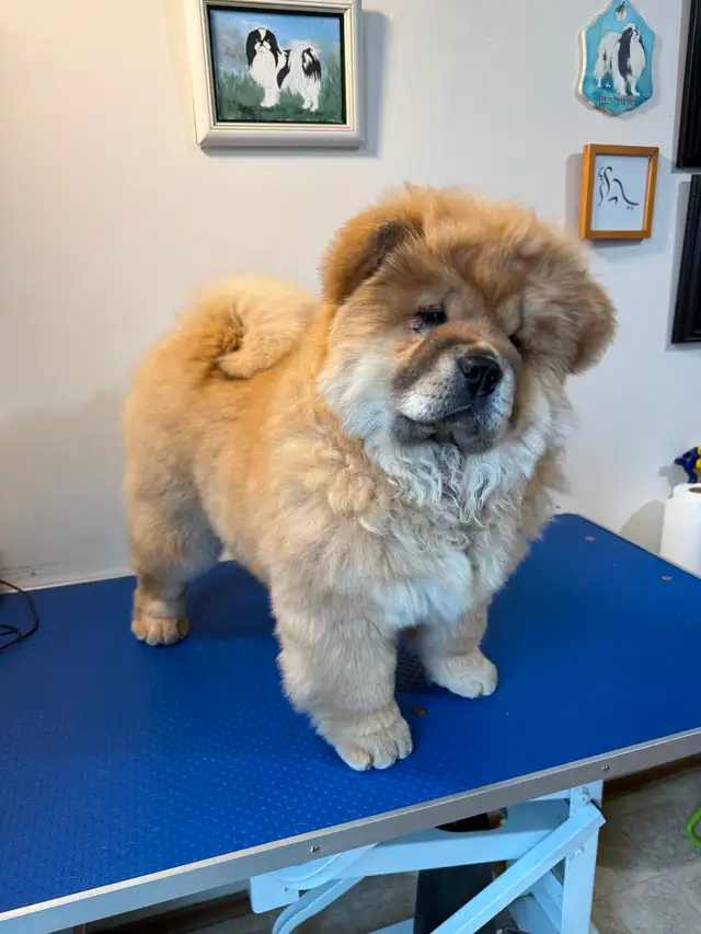Chow Chow Puppy Female CKC registered | Dogs & Puppies for Rehoming ...