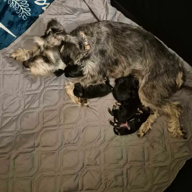 Itsy Bitsy (Mini) Schnauzers for YOU! | Dogs & Puppies for Rehoming ...
