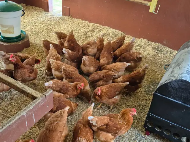 30 Red Sexlink Hens 5 Months old Laying Daily | Livestock | St. John's ...