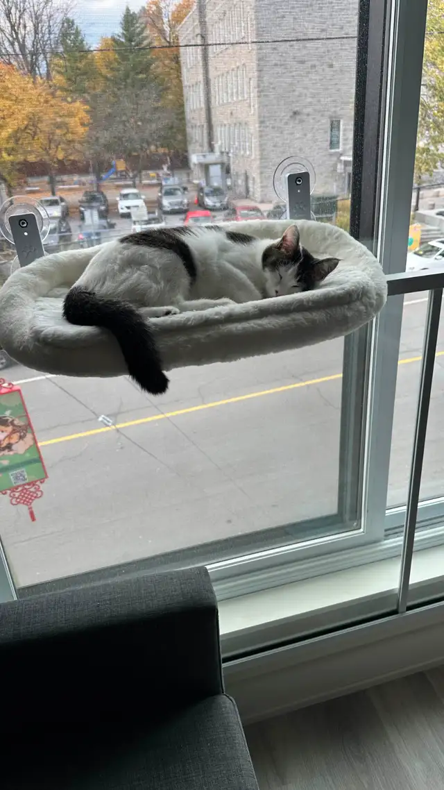 12 Month Old Cat Looking for New Safe Re-Home! | Cats & Kittens for ...