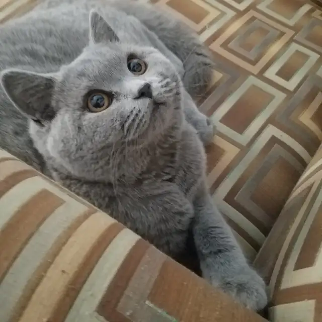 Scotish Straight Blue shorthair kitten registered with CCA/AFC | Cats ...