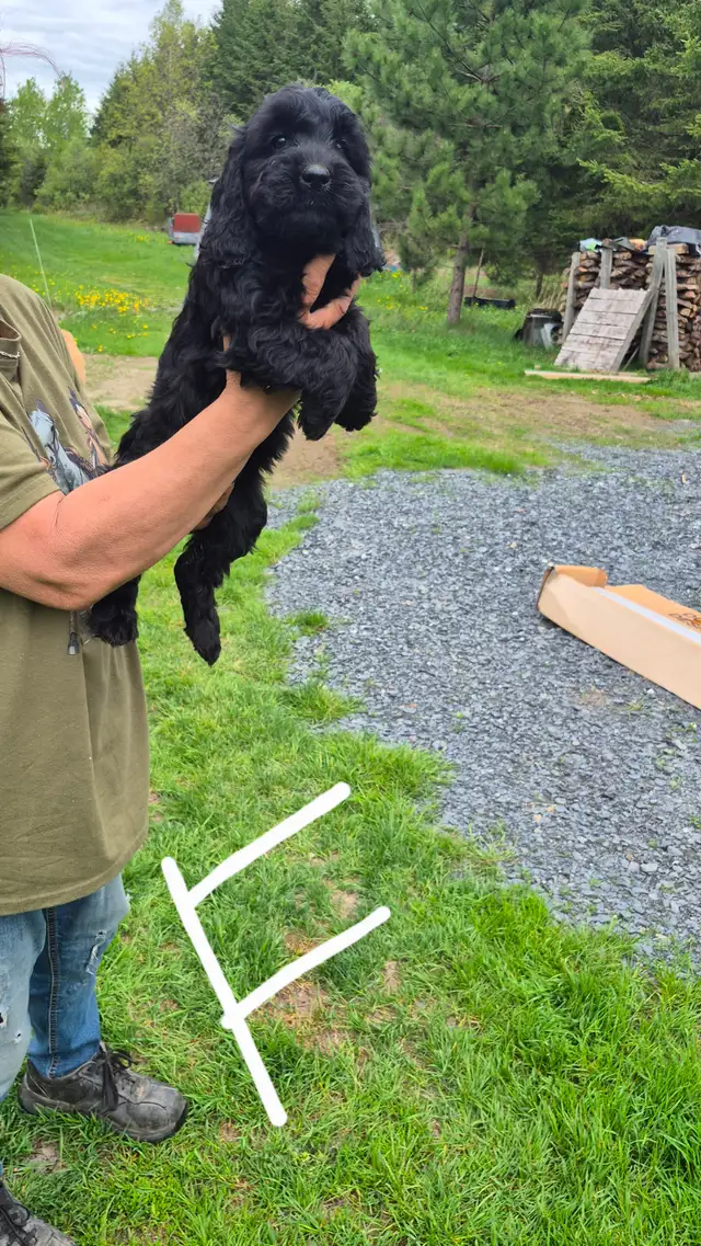 Cockapoo | Dogs & Puppies for Rehoming | St-Georges-de-Beauce | Free ...