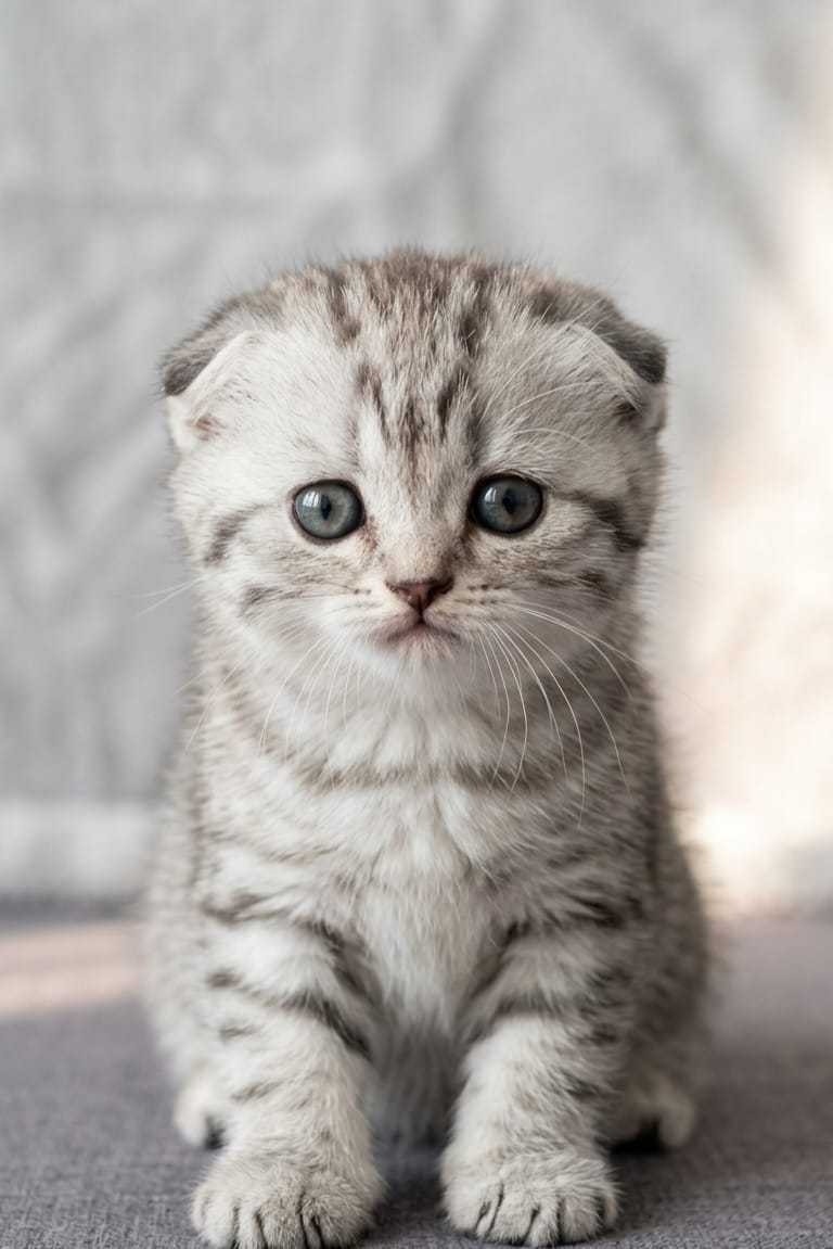 Chaton Scottish Fold Black Silver Tabby | Cats & Kittens for Rehoming ...