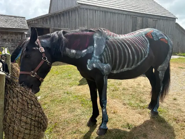 Companion horse available for free lease | Horses & Ponies for Rehoming ...